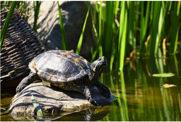 Understanding Everything About Cargo Handling Turtles - Bevwo